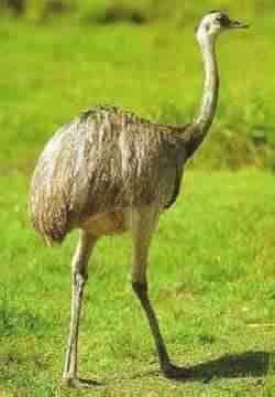 FRAMBOESA MIX: Se Ema é bicho...Emo é Bicha!!!